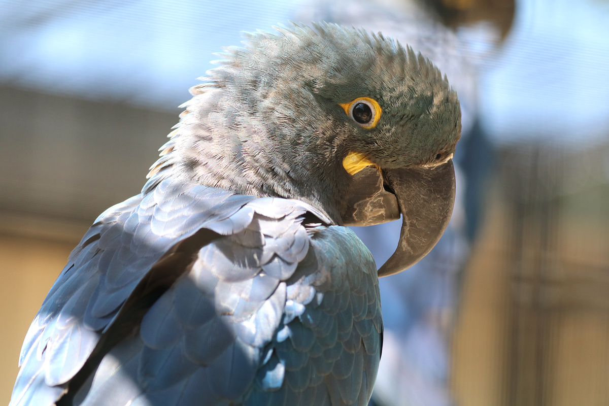 Endangered-lear's-macaws-find-refuge