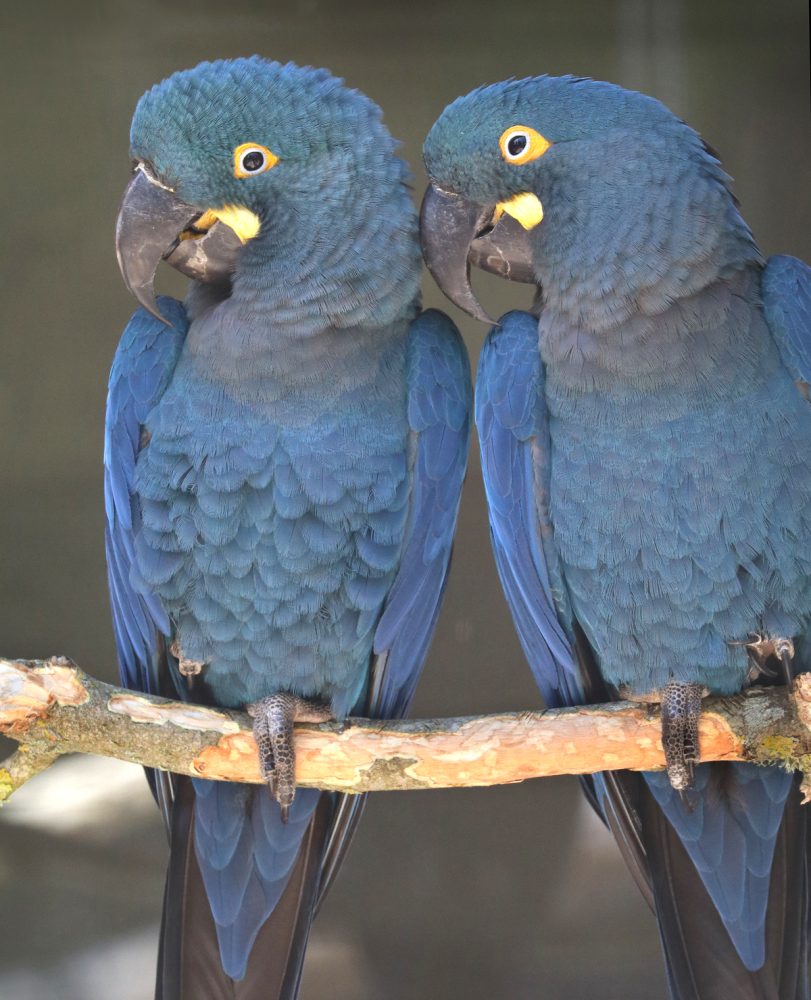 Endangered-lear's-macaws-find-refuge