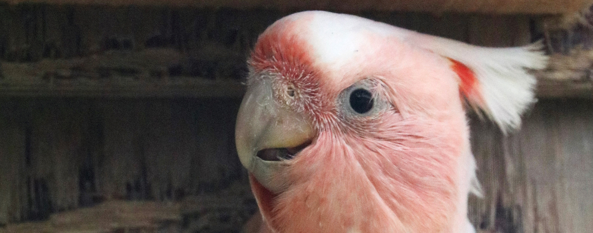 Leadbeater's Cockatoo makes appearance at nest entrance - Paradise Park