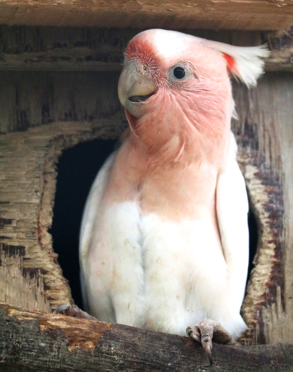 Leadbeater's Cockatoo makes appearance at nest entrance - Paradise Park