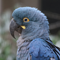Lear's Macaw - Paradise Park