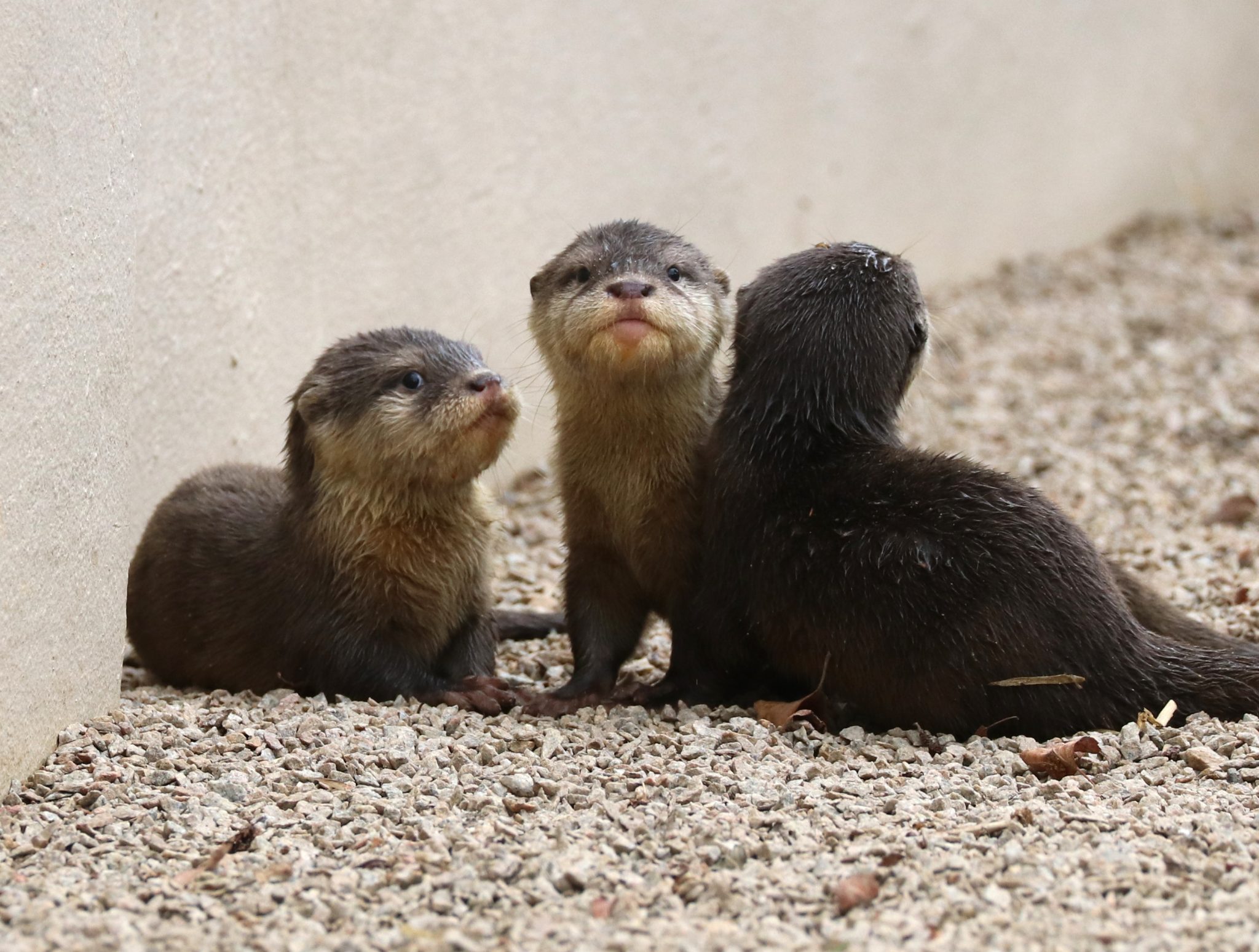 Super Cute Otter Pups - Paradise Park