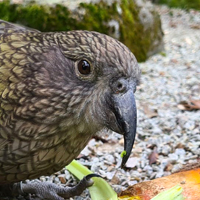 Kea Parrot - Paradise Park