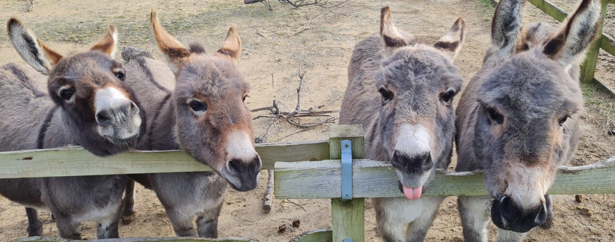 Fun Farm with miniature donkeys and Pets Corner - Paradise Park