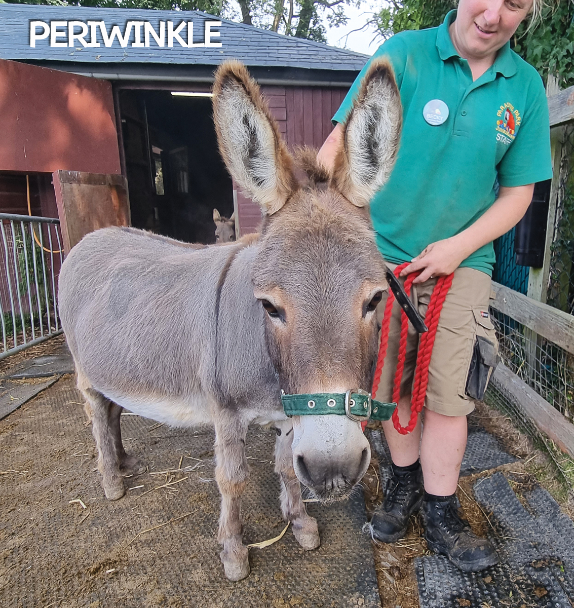 Fun Farm with miniature donkeys and Pets Corner - Paradise Park