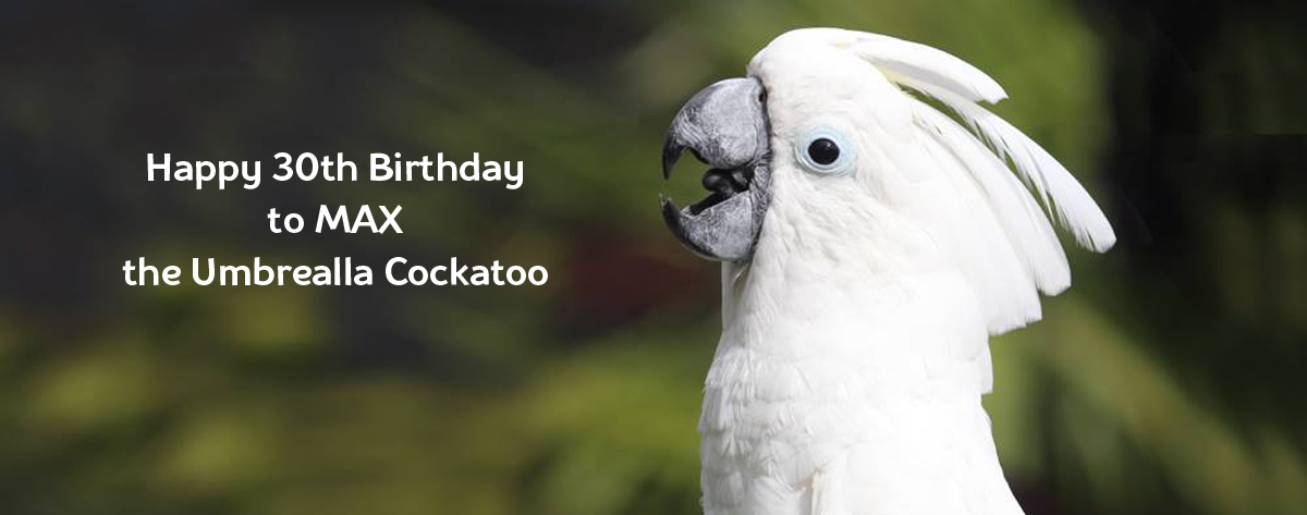 30th Birthday celebrations for Max the famous Cockatoo! - Paradise Park
