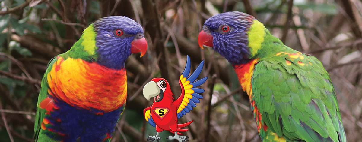 SuperParrot Blog June 2024 - Paradise Park