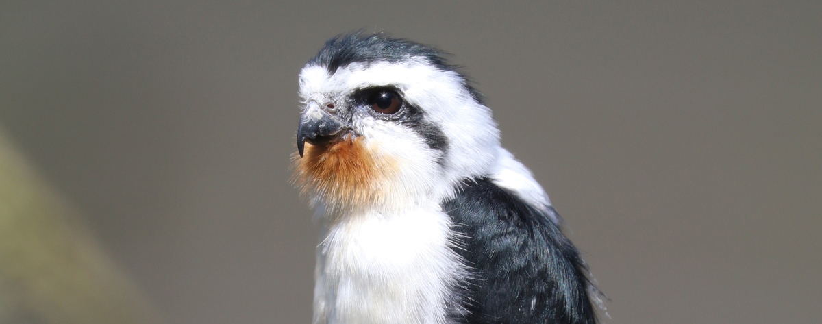 A breakthrough with Collared Falconet eggs - Paradise Park