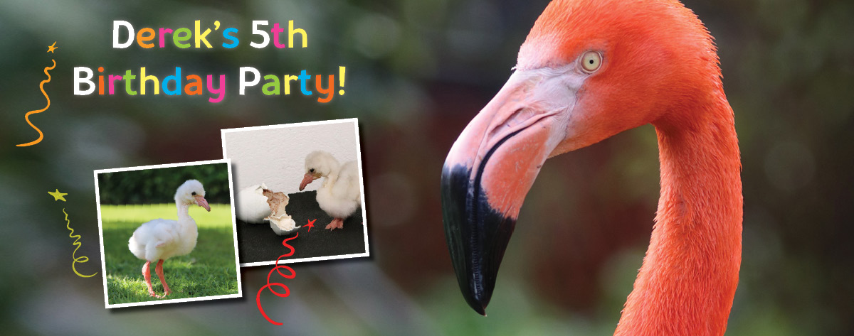 Derek the famous Caribbean Flamingo is having a Birthday Party - Paradise Park