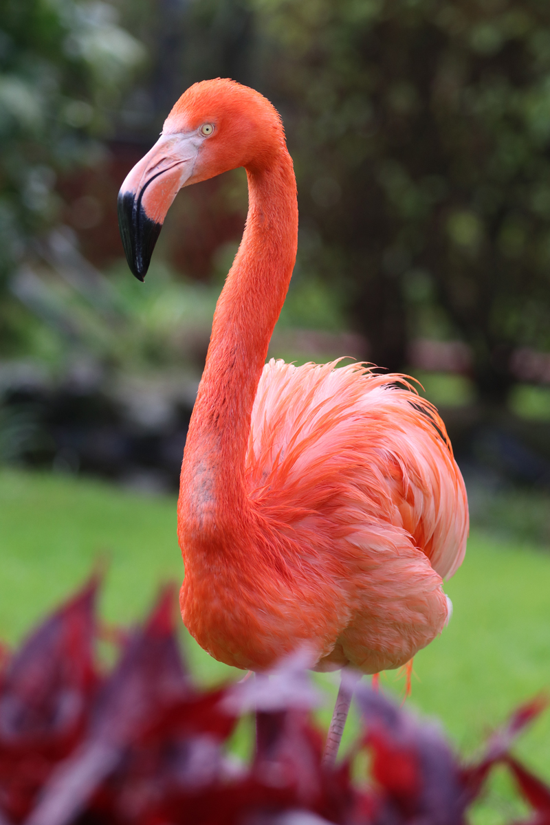 Derek the famous Caribbean Flamingo is having a Birthday Party - Paradise Park