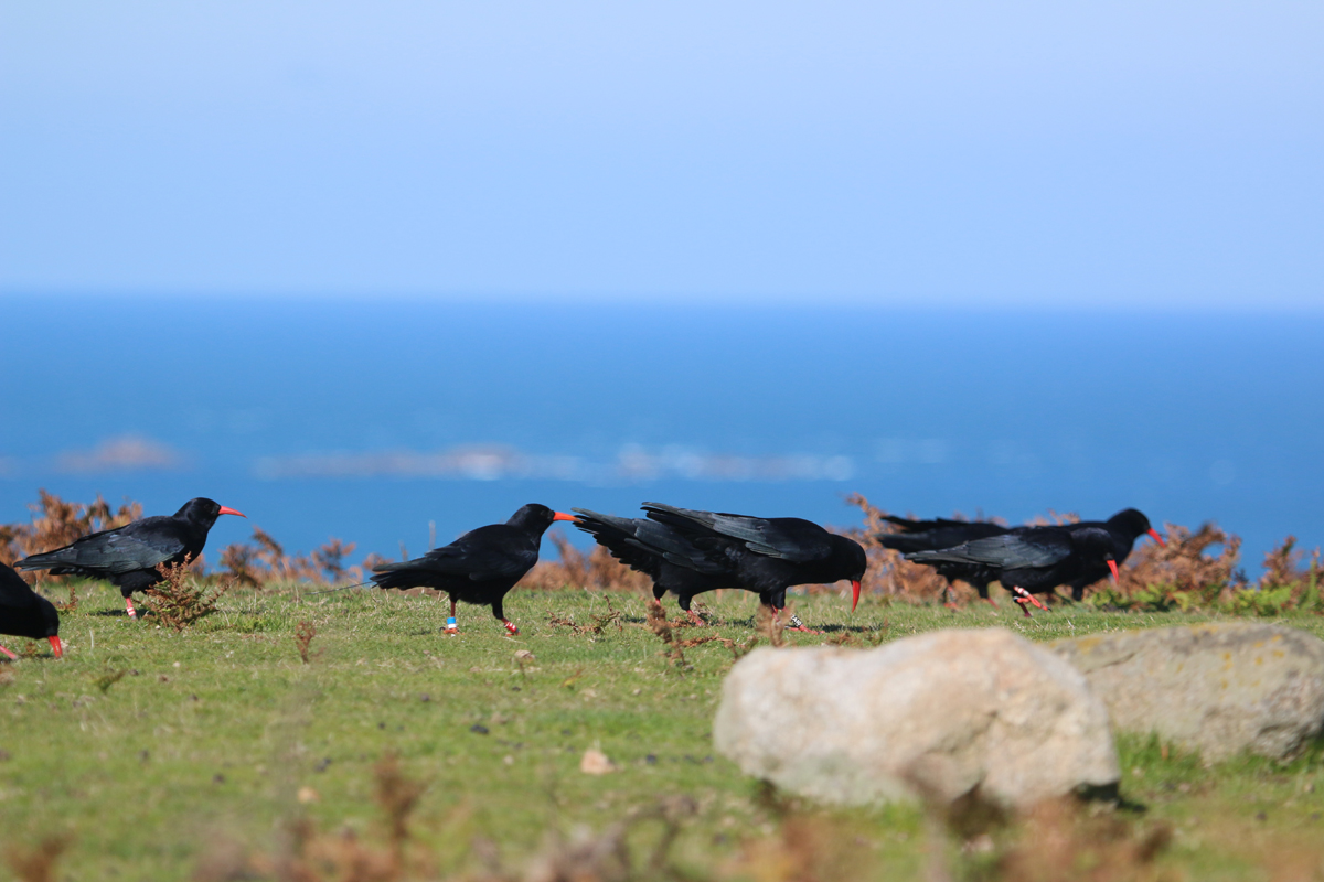 Operation Chough - Paradise Park