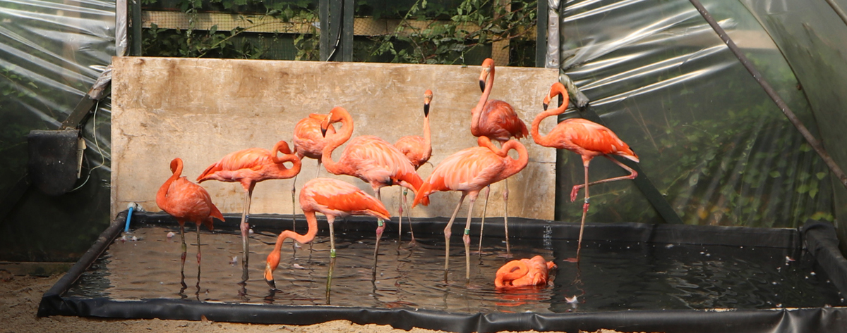 Can you help protect our birds, a life saver - Paradise Park