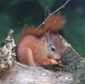 Red Squirrel Awareness Week 2025 - Paradise Park