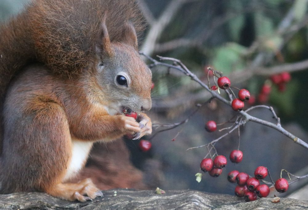 Red Squirrel Awareness Week 2025 - Paradise Park