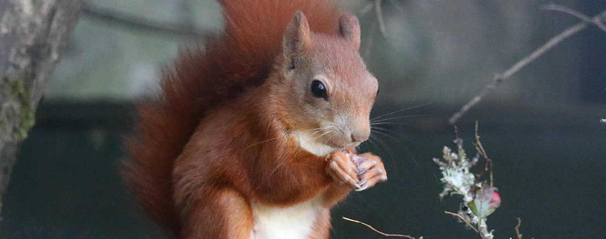 Red Squirrel Awareness Week 2025 - Paradise Park
